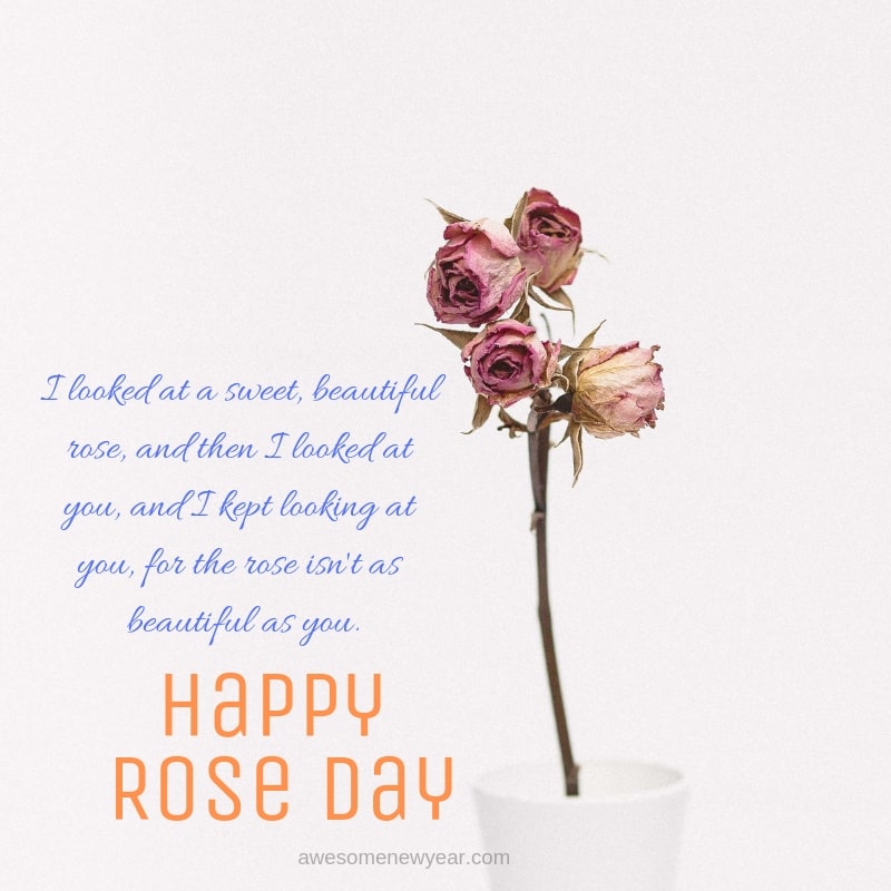 Beautiful Rose Day Quotes to share with your Love on Valentines Day ...