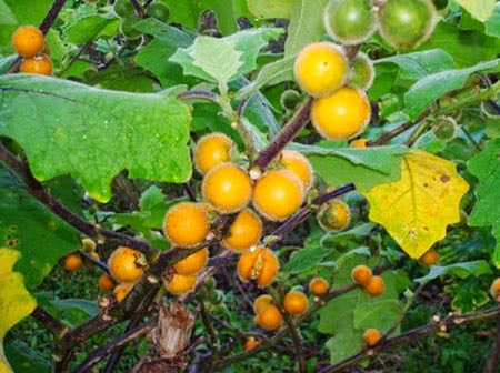 F L O R A: Terong Asam