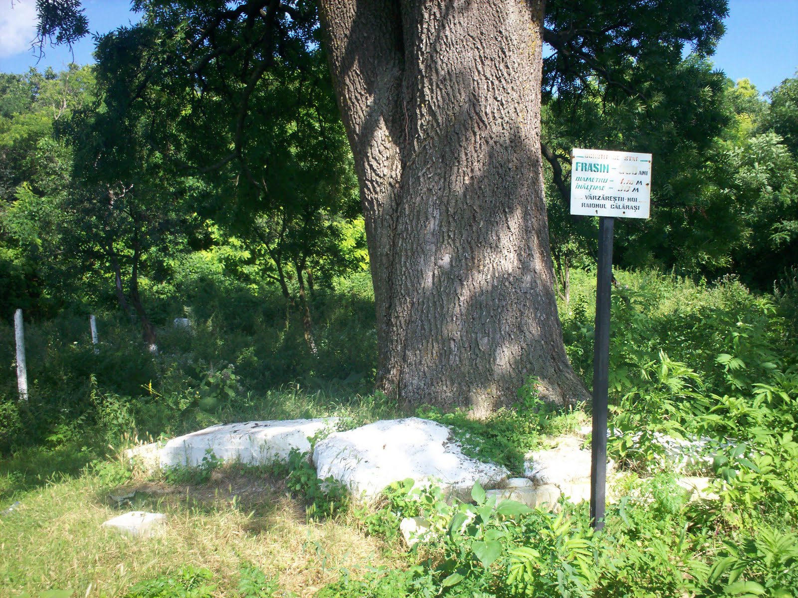 Vărzăreştii Noi: Frasin secular