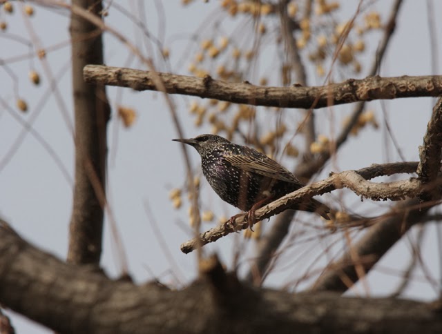 BIRDING - Kyoto, Kansai and Japan: Common Starling