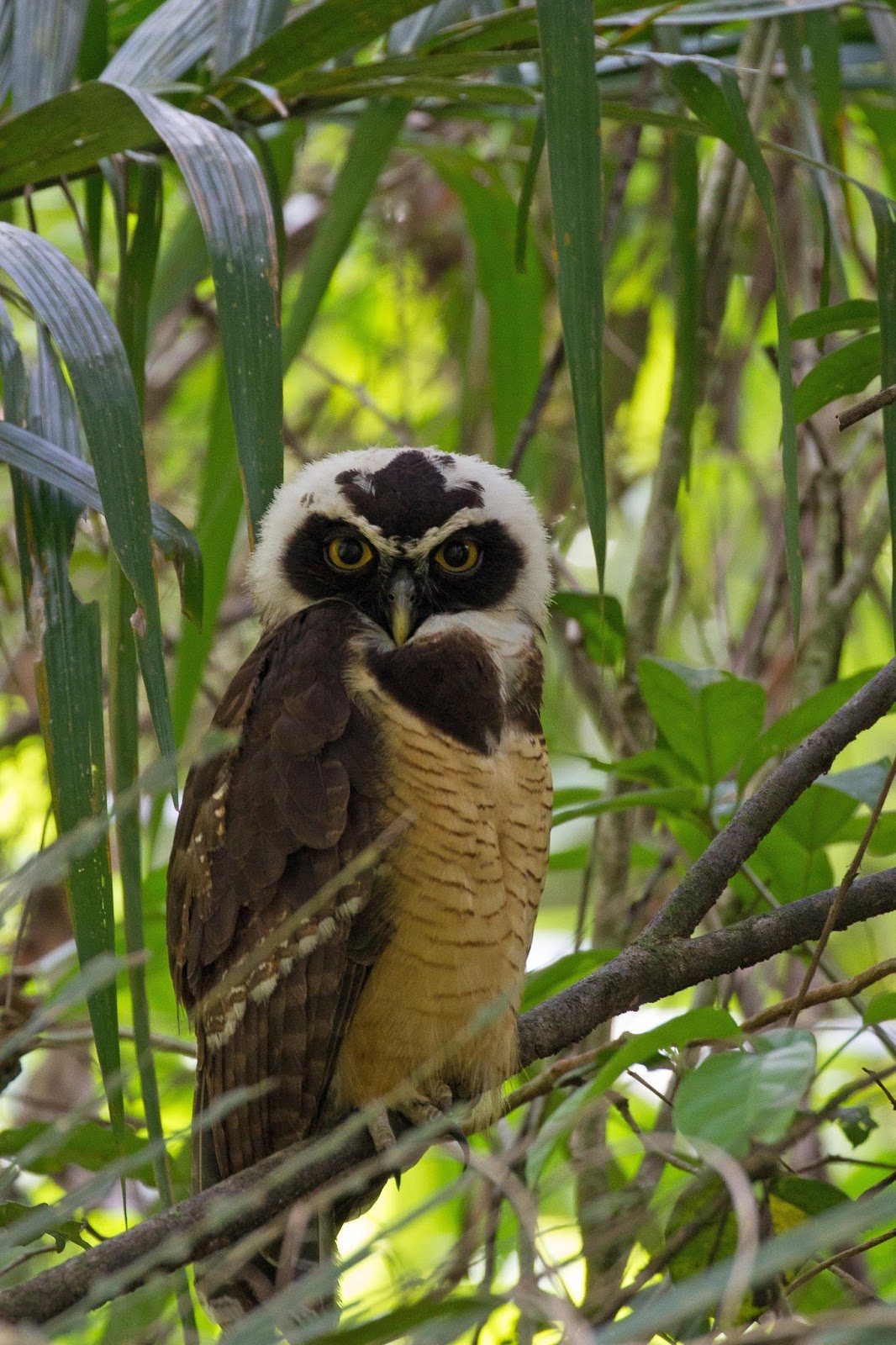 Philly Bird Nerd : Owls!
