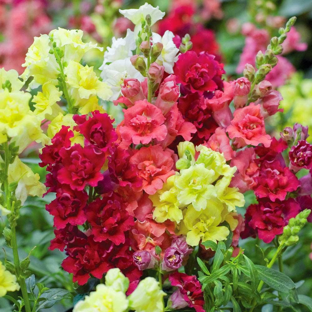 SNAPDRAGON FLOWER photos - wallpapers | the fun bank