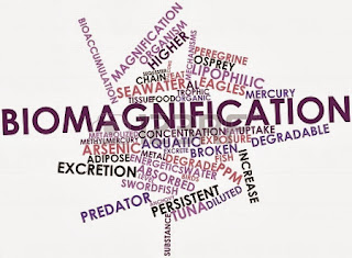 Celularízate: BIOMAGNIFICACIÓN