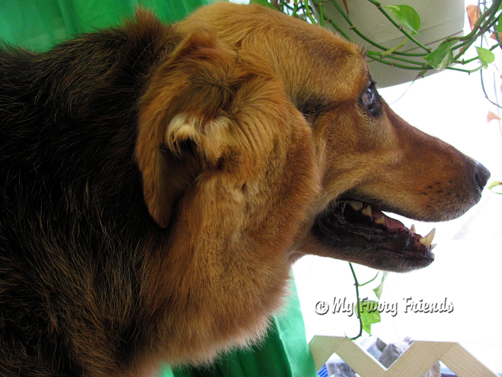 Pet Grooming: The Good, The Bad, & The Furry: Grooming a Shepard Mix