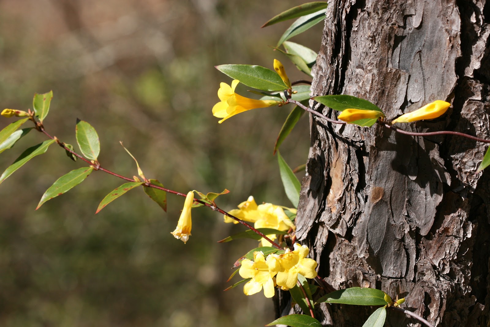 Native Florida Wildflowers: Yellow/Carolina jessamine - Gelsemium ...