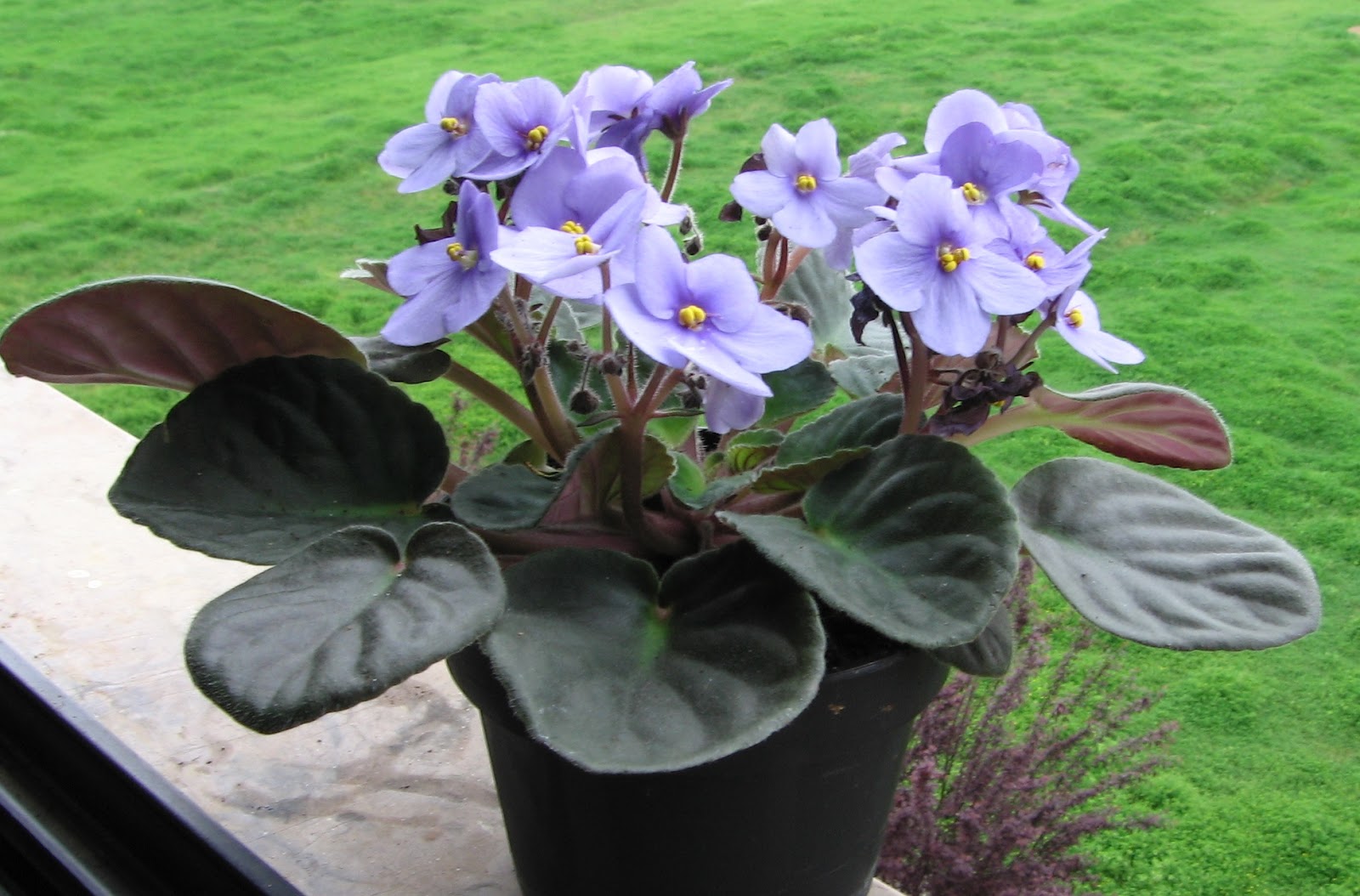 Klaudia_Veizaj: PLANT : Saintpaulia