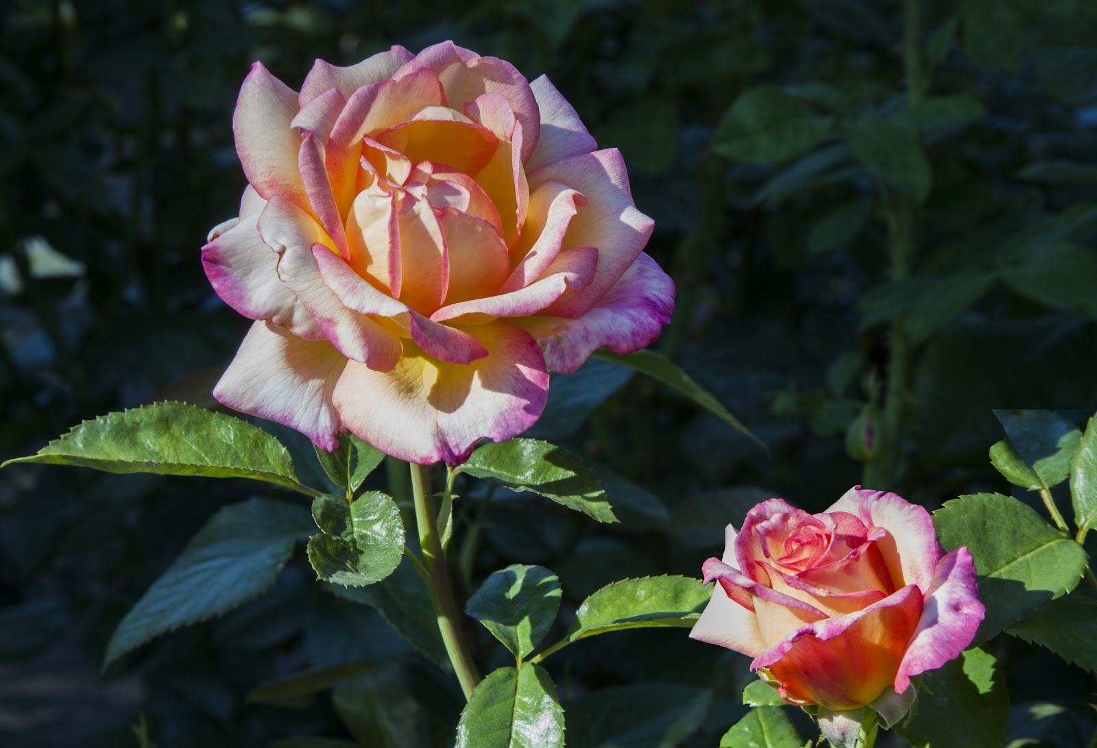 Walking Arizona: Roses are forever