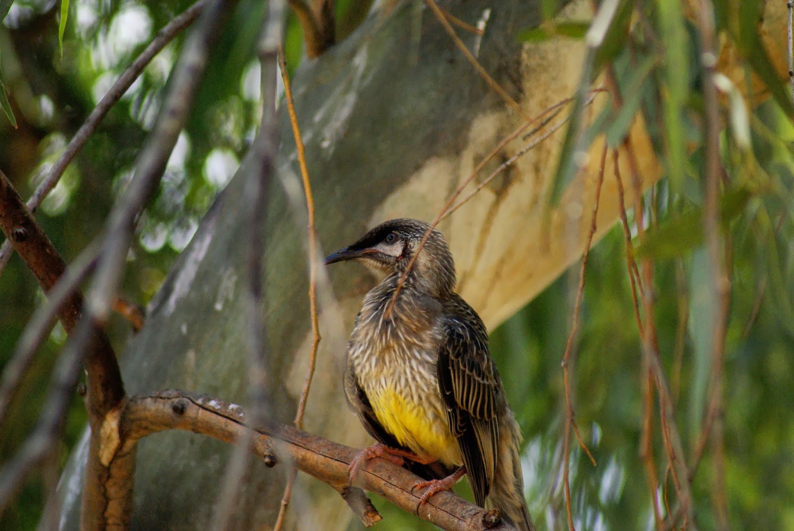 Red Wattle Bird Anthochaera cananculata