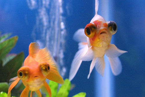 Species of Golden fish | Freshwater, Salt Water Aquarium Fish Tips
