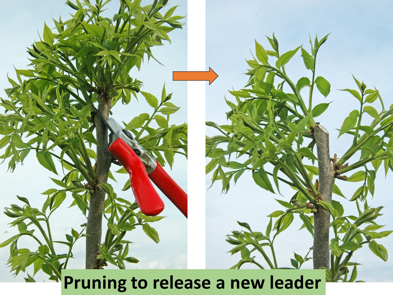 Northern Pecans: Time for directive pruning young trees