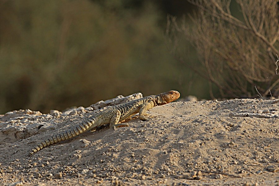 Birds of Saudi Arabia: Arabian Spiny-tailed Lizard - Dhahran Hills