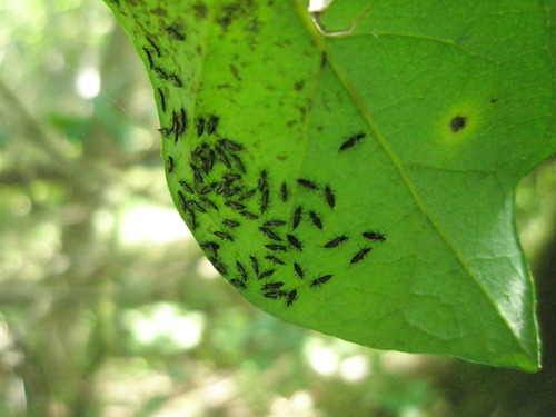 Variety of Life: Leptothrips