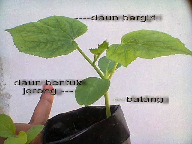 MORFOLOGI TUMBUHAN: PERTUMBUHAN DAN PERKEMBANGAN TANAMAN TIMUN