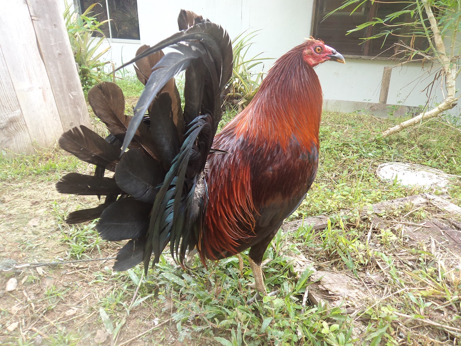 Sarawak Gamefowl Farm