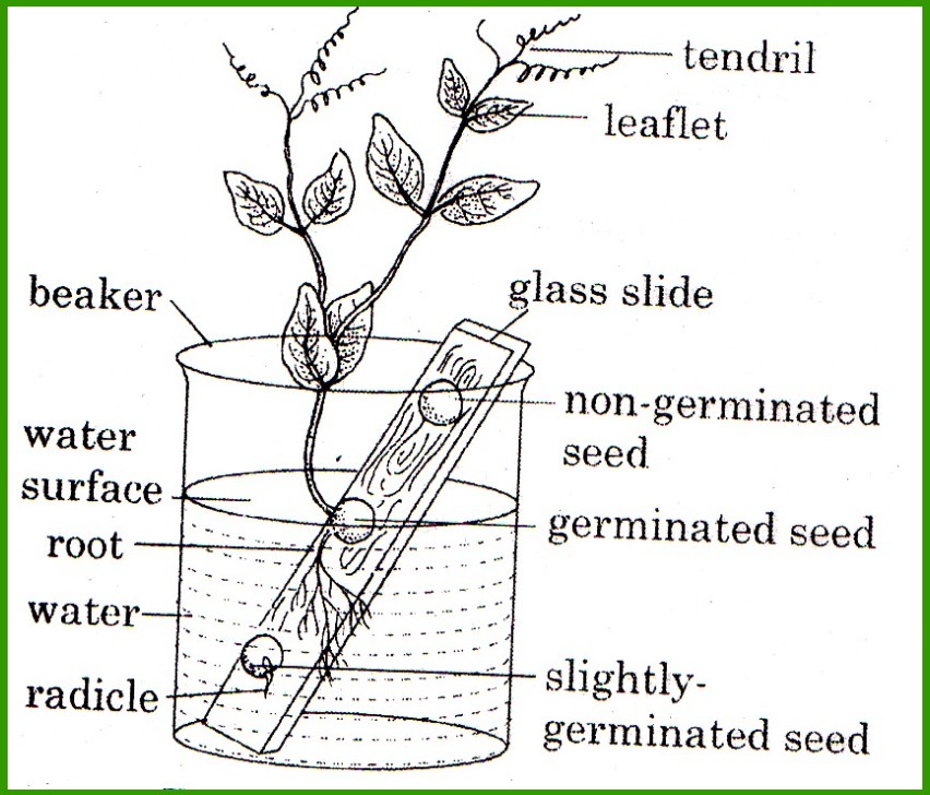 journey in this life: Three pea experiment