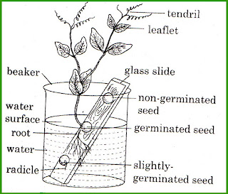 journey in this life: Three pea experiment
