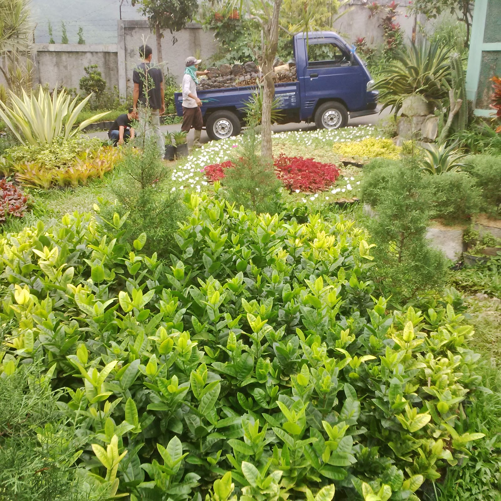 PUSAT RUMPUT SINTETIS TAMAN & FUTSAL DAN VERTICAL GARDEN SINTETIS: Jual ...