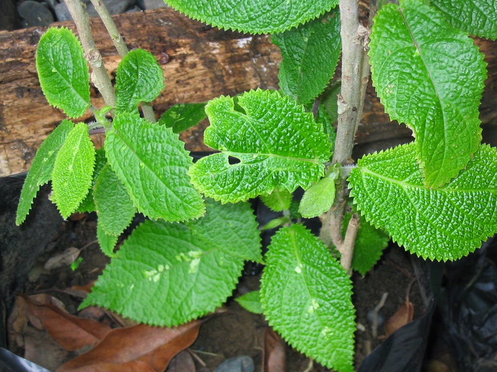 TUMIJAN ARSO: OBAT TRADISIONAL PAPUA UNTUK NYERI, LESU DAN KELELAHAN