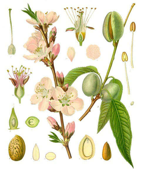 MALINALLI · herbolaria médica: ALMENDRA, ALMENDRO, almond · Prunus dulcis