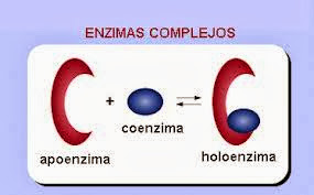 BIOLOGÍA 3º SECUNDARIA: Enzimas