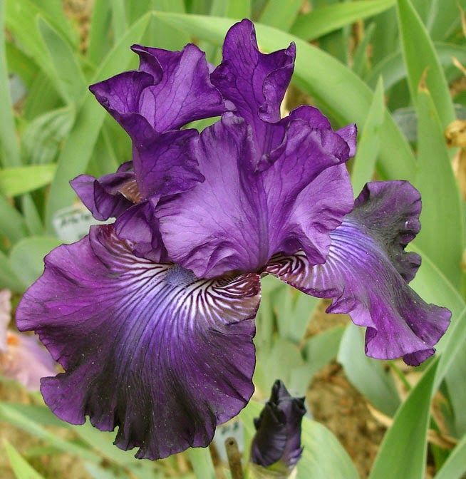 World of Irises: September 2013