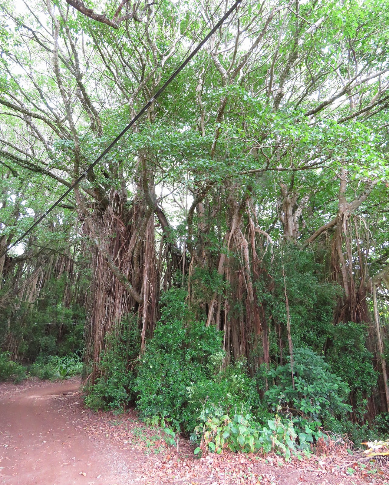 Birding Poole Harbour & Beyond: 6 Nov 14 - The History Of Pitcairn Island