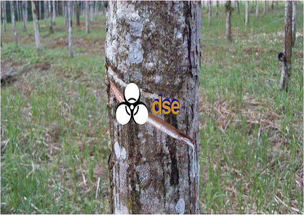 PENGEDAR BAJA ORGANIK NANOSEL TAWAN DANG (RED SUN): Pokok Getah dan ...