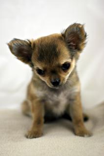 All about Dogs: Interesting Facts about Chihuahuas