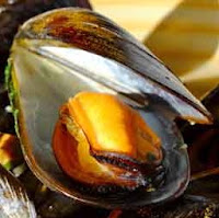 Universo Animal: Mejillón