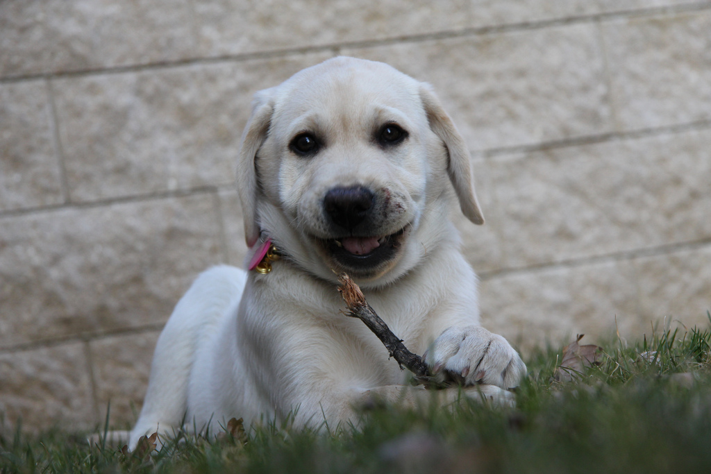 Labrador Retriever | cute puppy pictures | cute dogs pictures | cute ...
