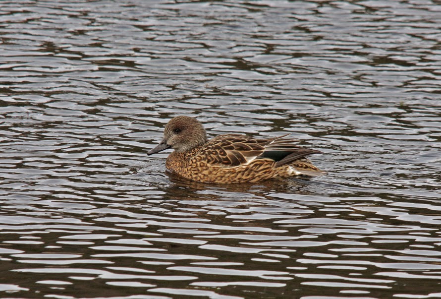 BIRDING - Kyoto, Kansai and Japan: dabbling ducks