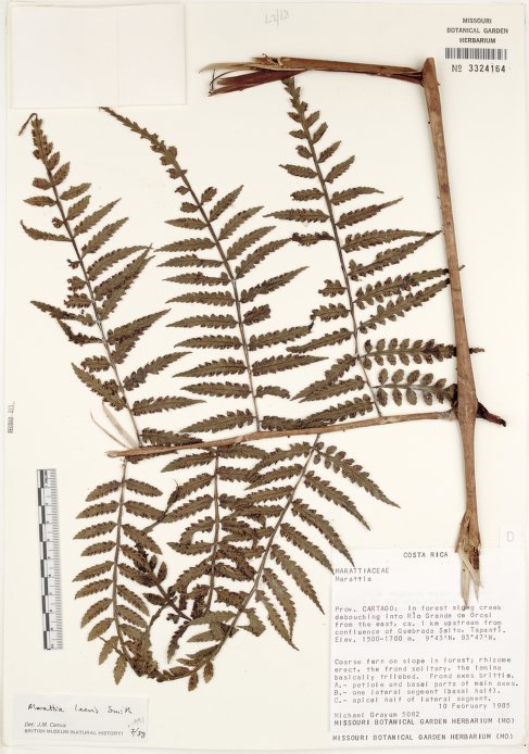 Flora de Puerto Rico Ilustrada Papo Vives: FERN MARATTIACEAE EUPODIUM ...