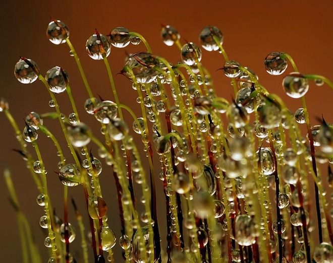 DUE DROPS PHOTOS - world pics