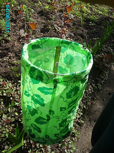 Something of a diary: Rasadul de patlagica