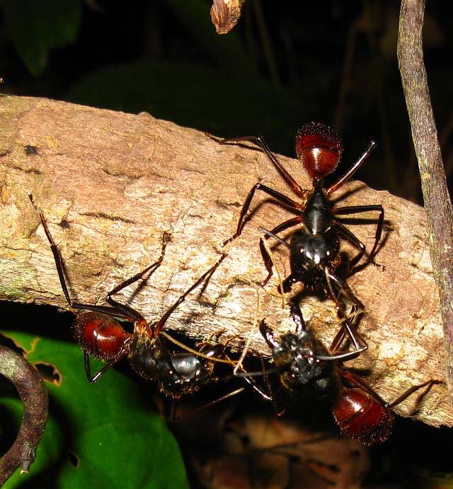 Photos and Info on Ants and Termites of Malaysia: Photos of Malaysian ...
