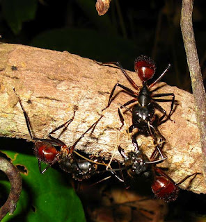 Photos and Info on Ants and Termites of Malaysia: Photos of Malaysian ...