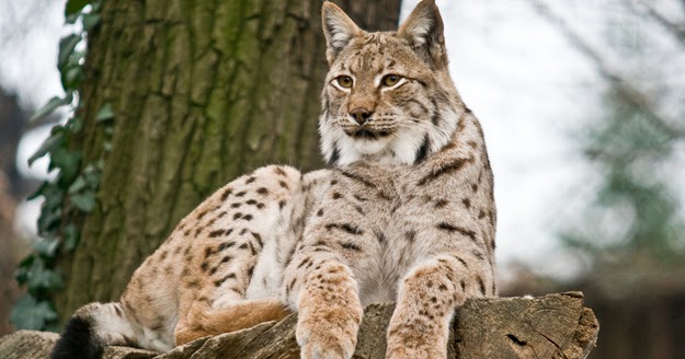 Łemkowyna, na Beskidzie Niskim: Ryś euroazjatycki