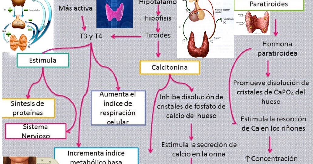 Sonia López - Fisiología : Eje Hipotálamo-Hipófisis-Tiroides
