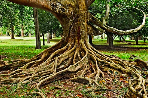 fuentequemana: En las raíces