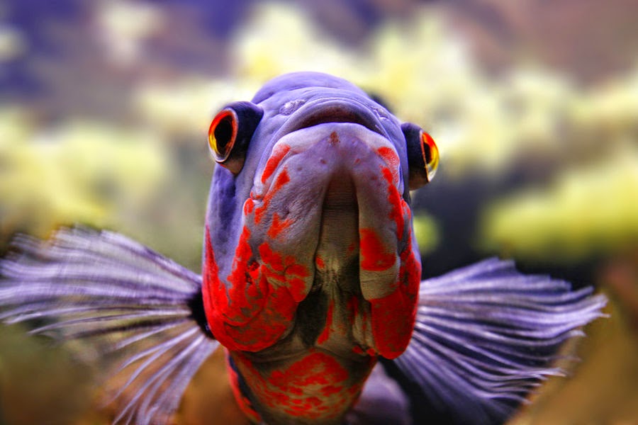 OSCAR FISH photos - wallpapers | the fun bank