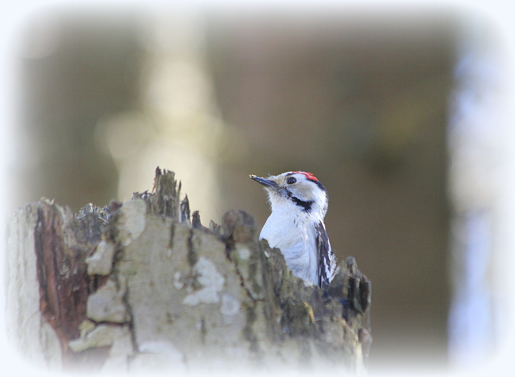 Iineksen kuvat: Pikkutikka