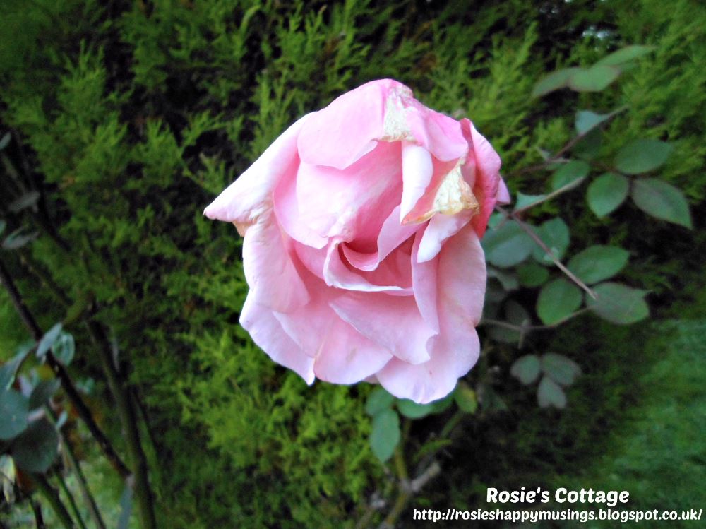 Rosie's Cottage: Picture Perfect Project: November: The Last Rose..