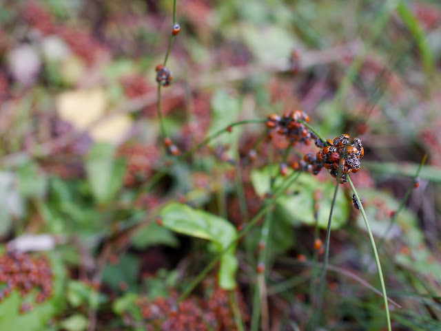 Little Hiccups: Ladybug Migration at Redwood Regional Park