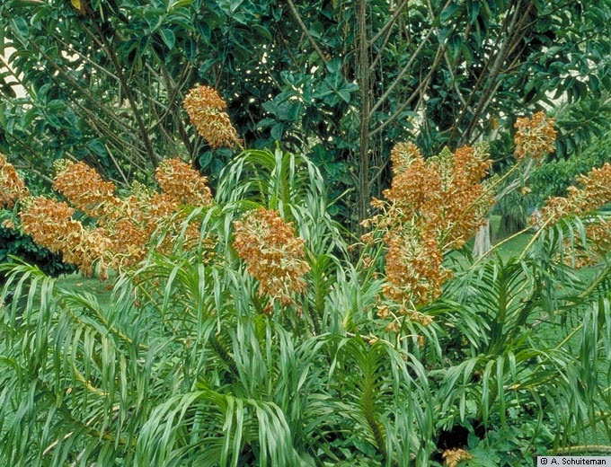 CENTRA ANGGREK: Grammatophyllum Speciosum (Anggrek tebu,papua)