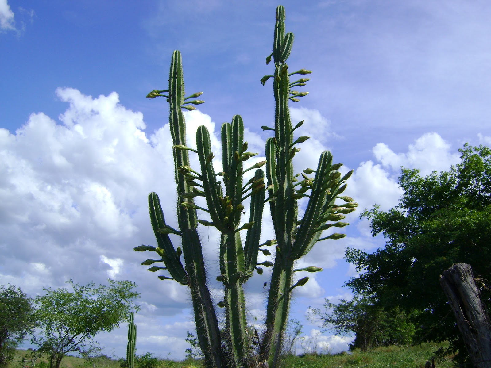 Vale Viva Verde: Mandacaru