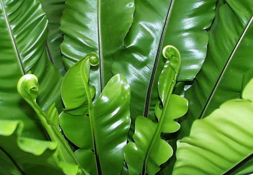 Asplênio | VEGETAÇÃO URBANA PAISAGISMO