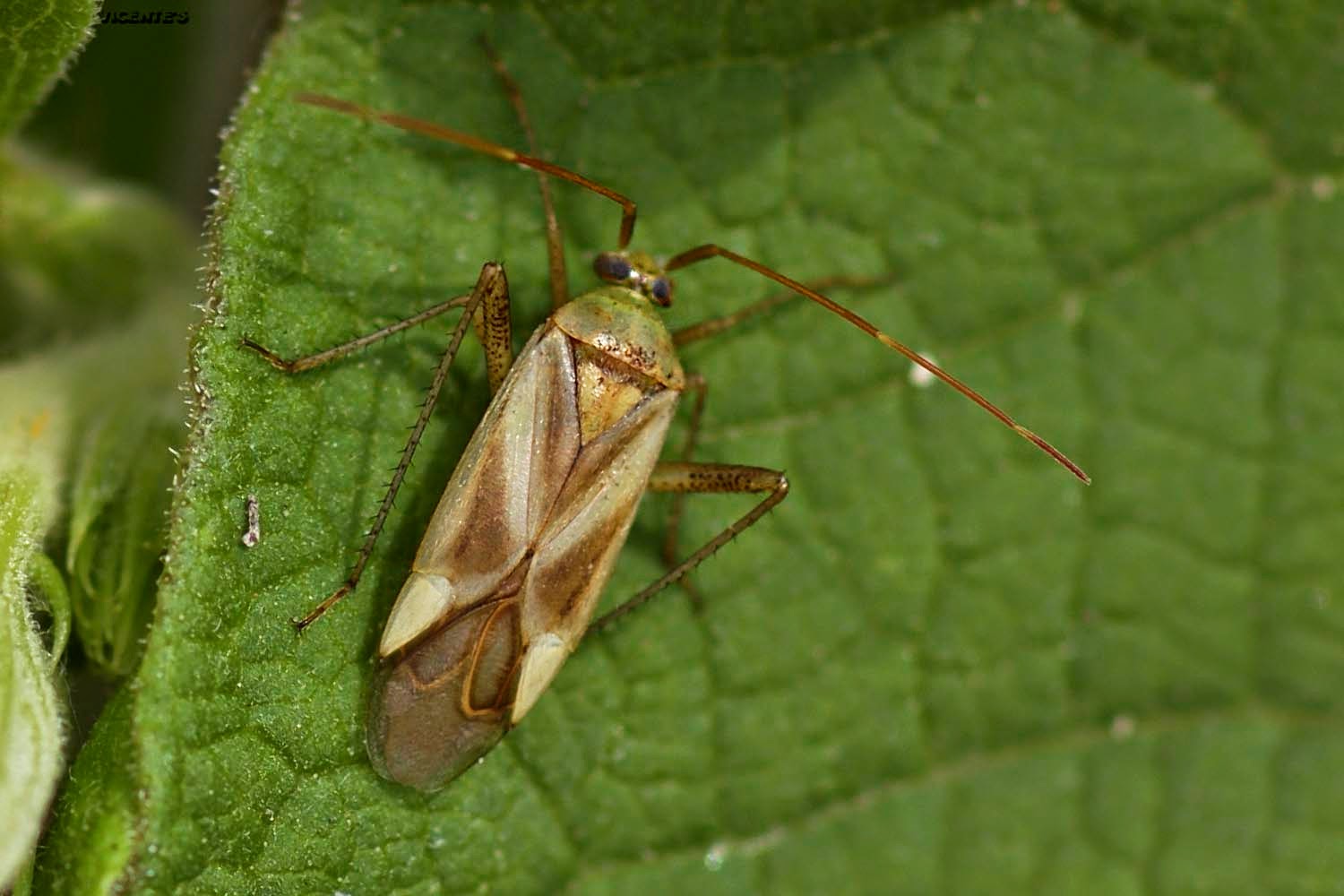 Fauna silvestre de Hormaza: Adelphocoris lineolatus