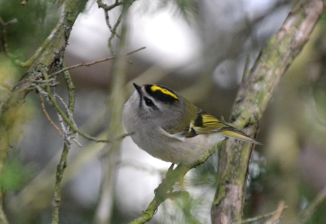 Woods Walks and Wildlife: Golden-crowned Kinglet