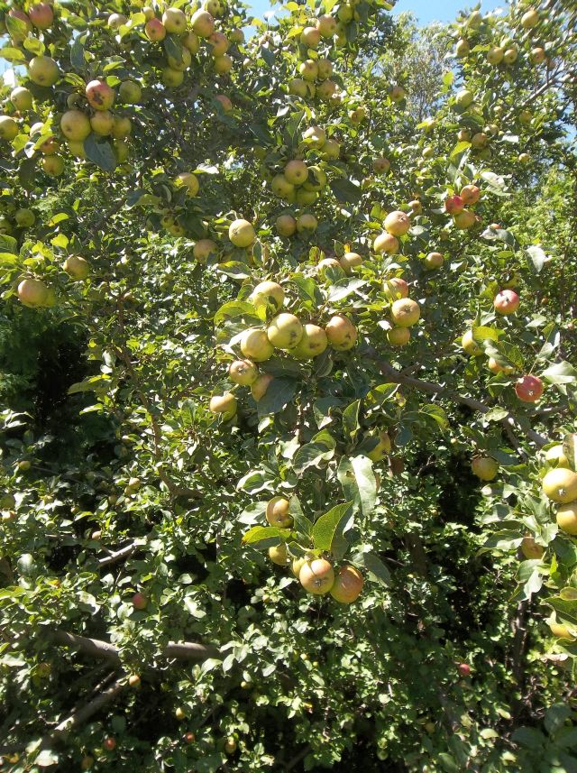 Future Plants by Randy Stewart: Crabapples and Apples - The Malus family