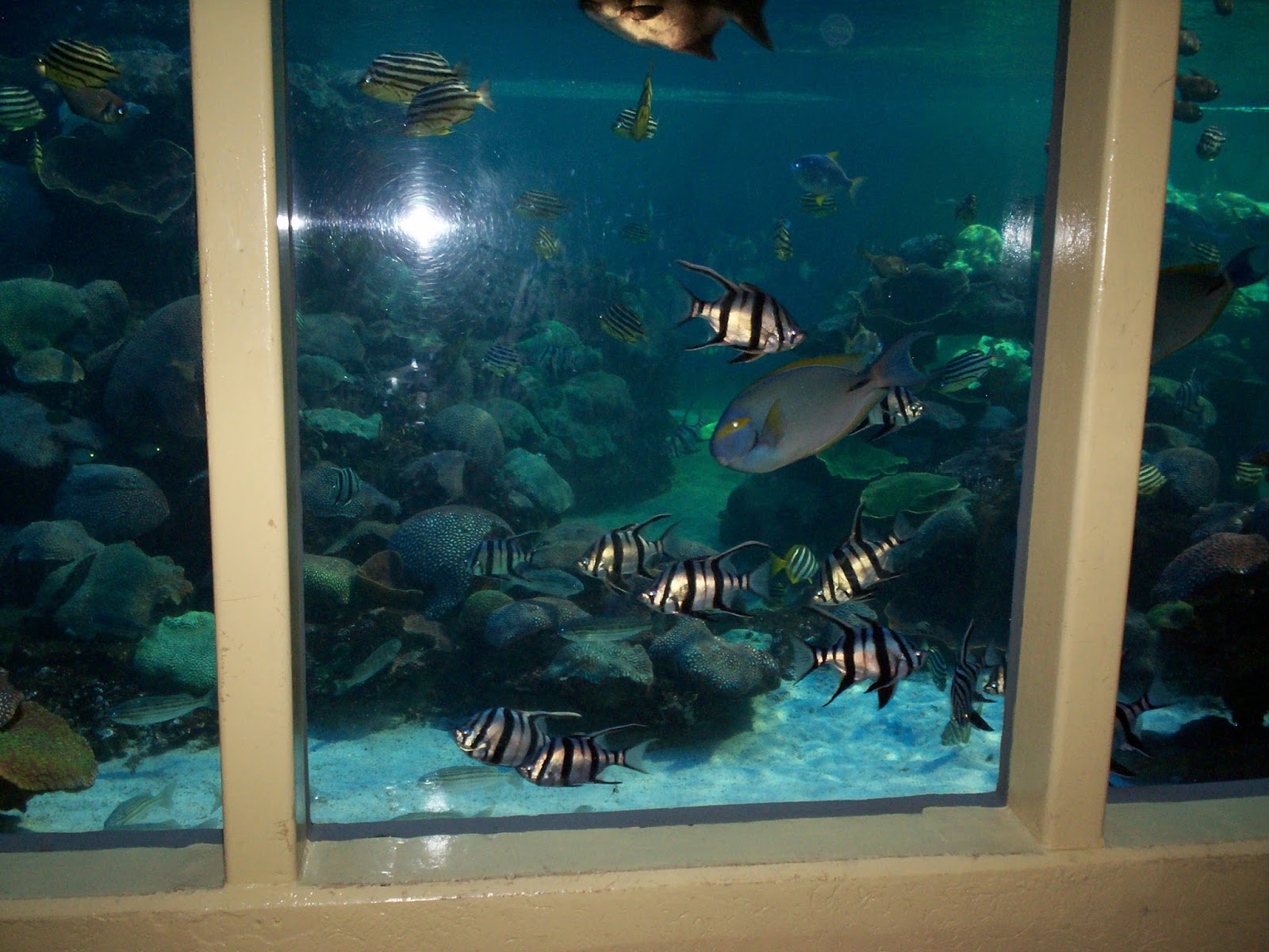 Ashlyn Brady Author: AQWA --Aquarium of Western Australia